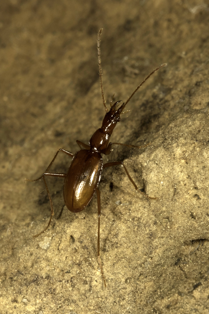 Cave Animal of the Year 2021